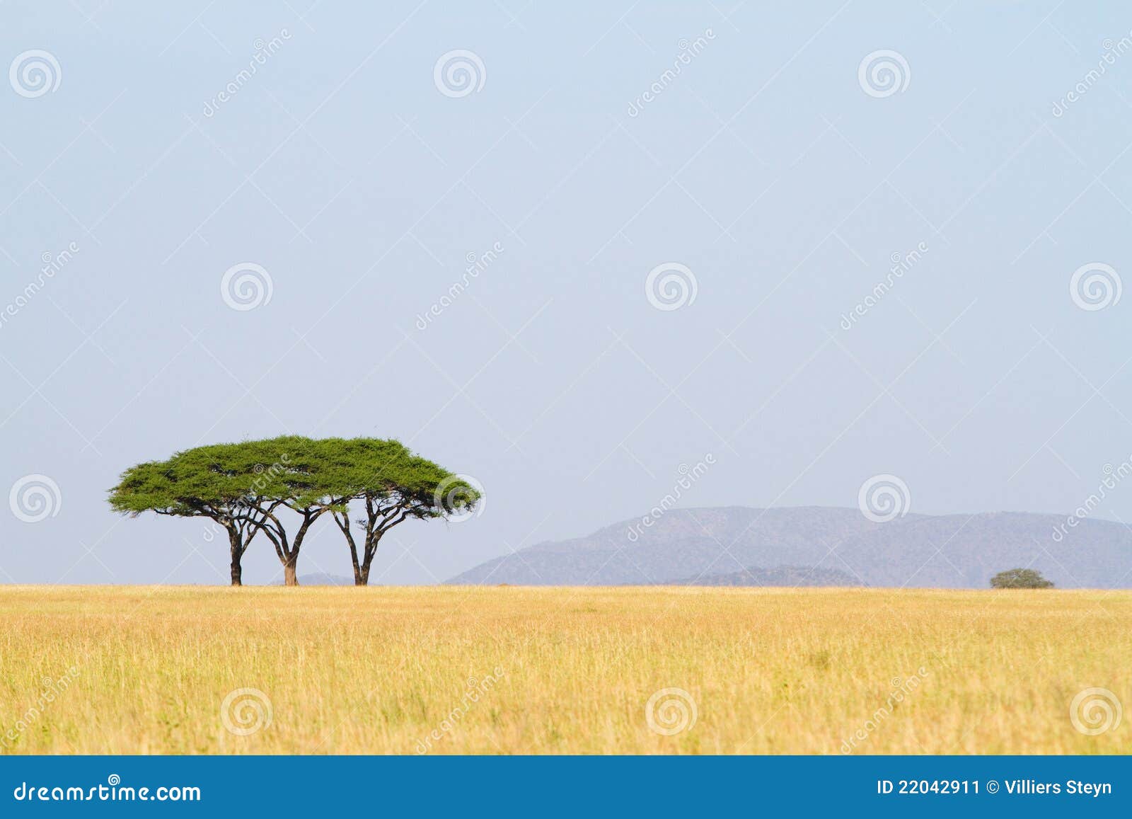 Three acacia trees stock image. Image of flat, daytime - 22042911