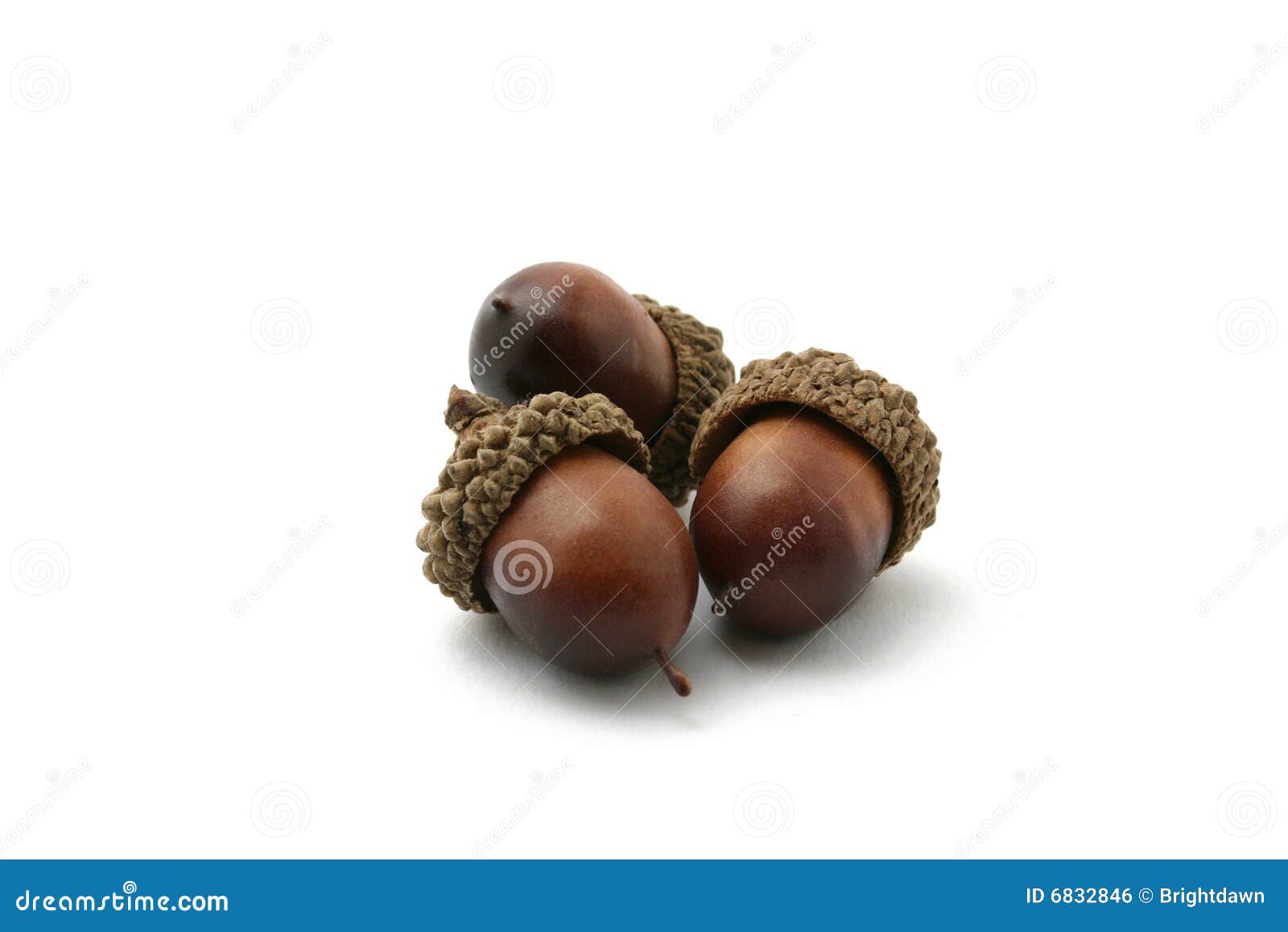 Three acorn stock photo. Image of october, botany, nature - 6832846