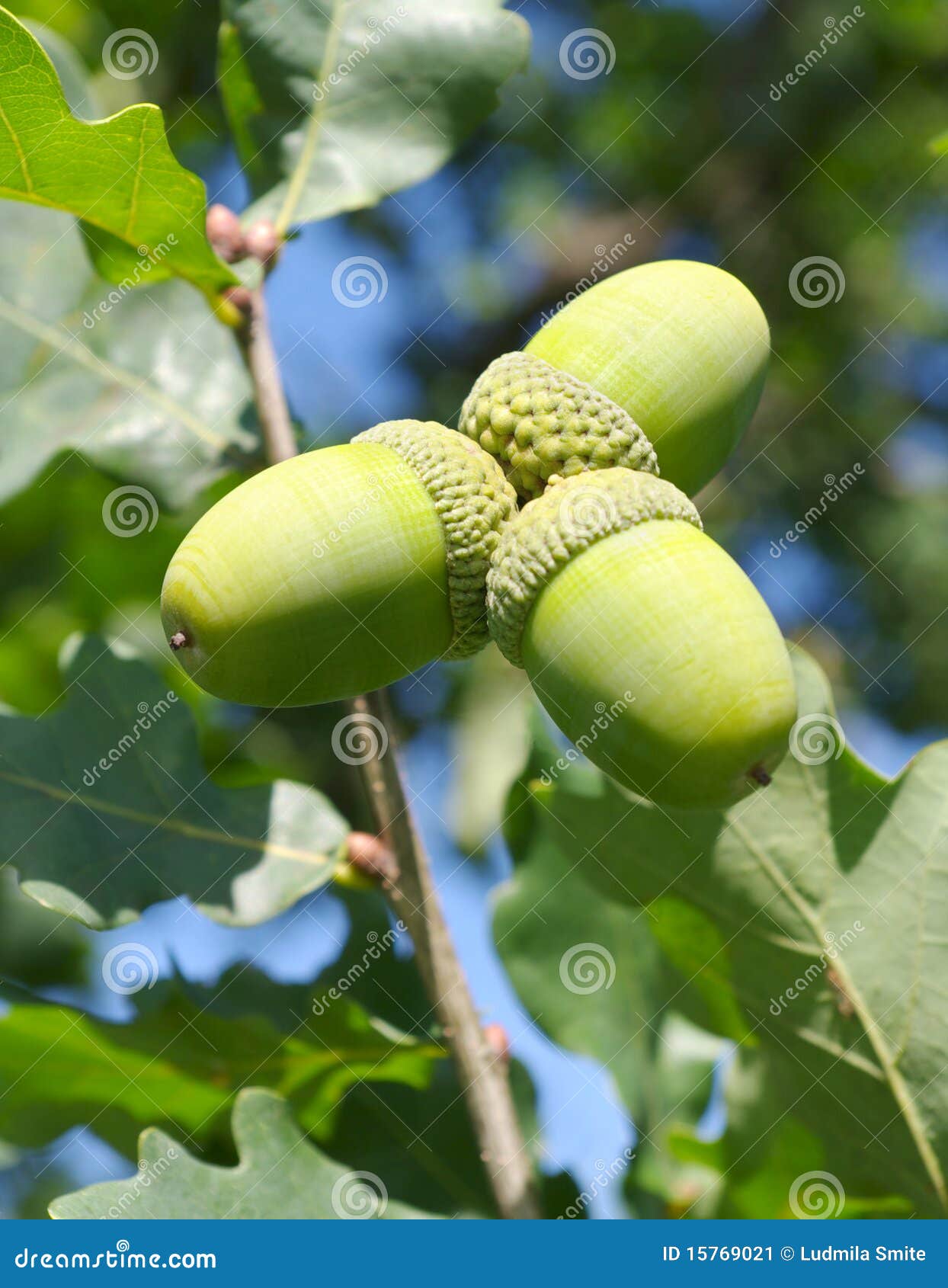 Three acorns. stock image. Image of backgrounds, plant - 15769021