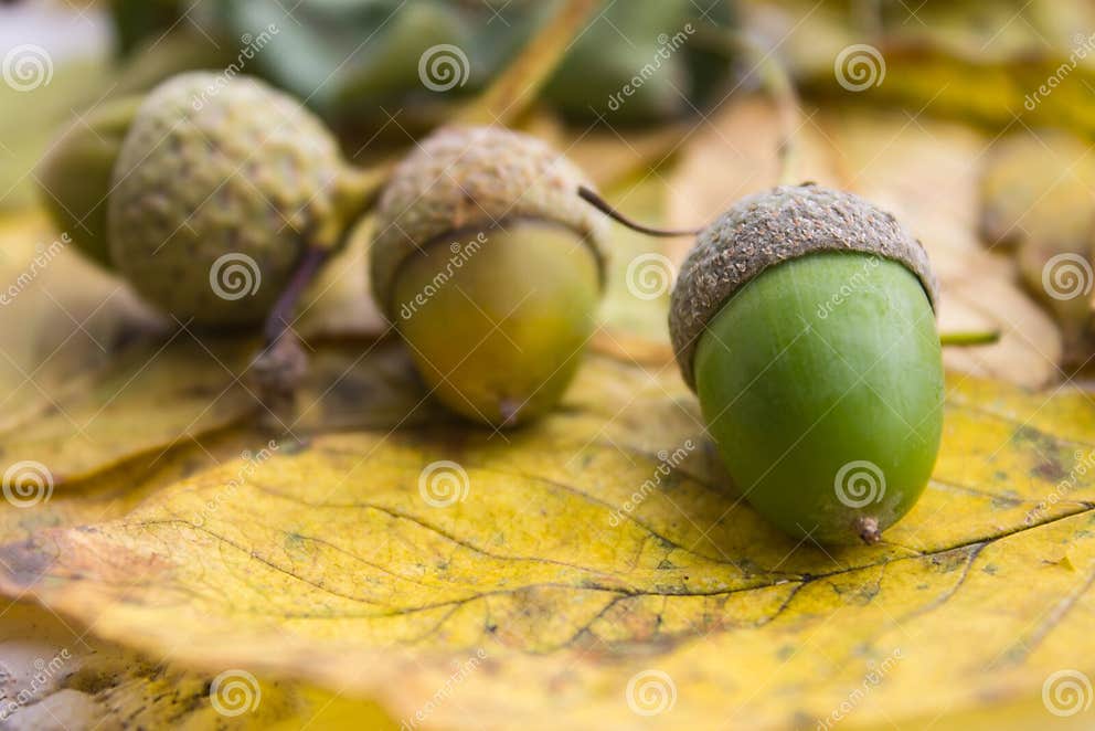 Three acorns stock image. Image of decor, colourful, color - 26102023