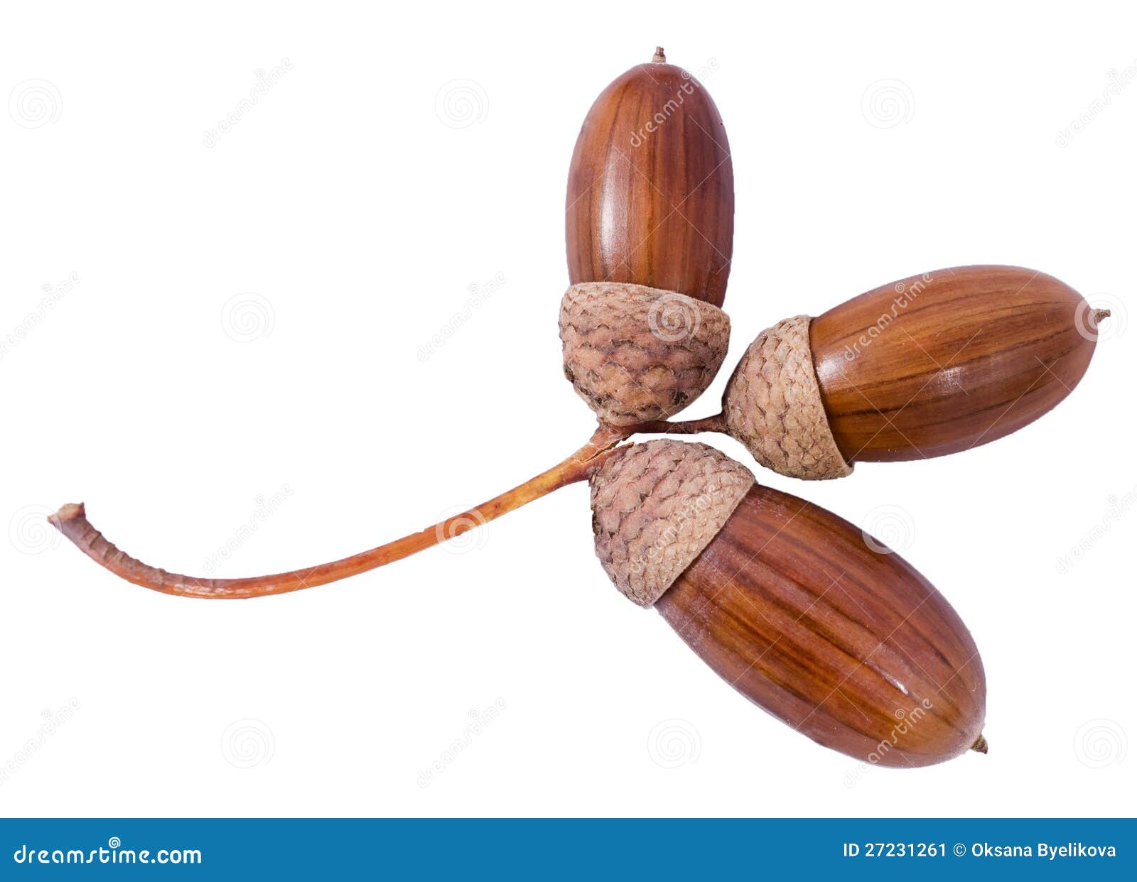 Three acorns stock image. Image of closeup, brown, dried - 27231261