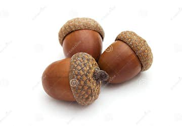 Three acorns stock photo. Image of isolated, close, food - 3572988