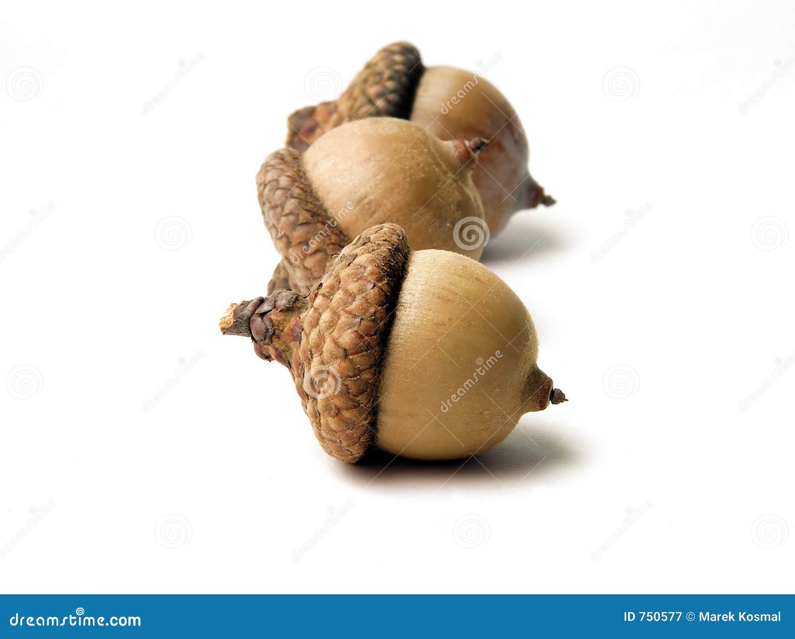 Three Acorns stock image. Image of background, fruit, macro - 750577