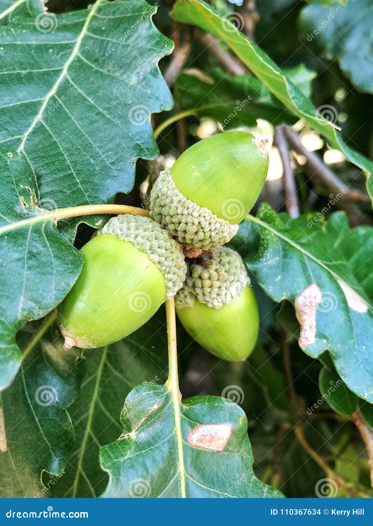 Three Acorns on branch stock photo. Image of three, tree - 110367634