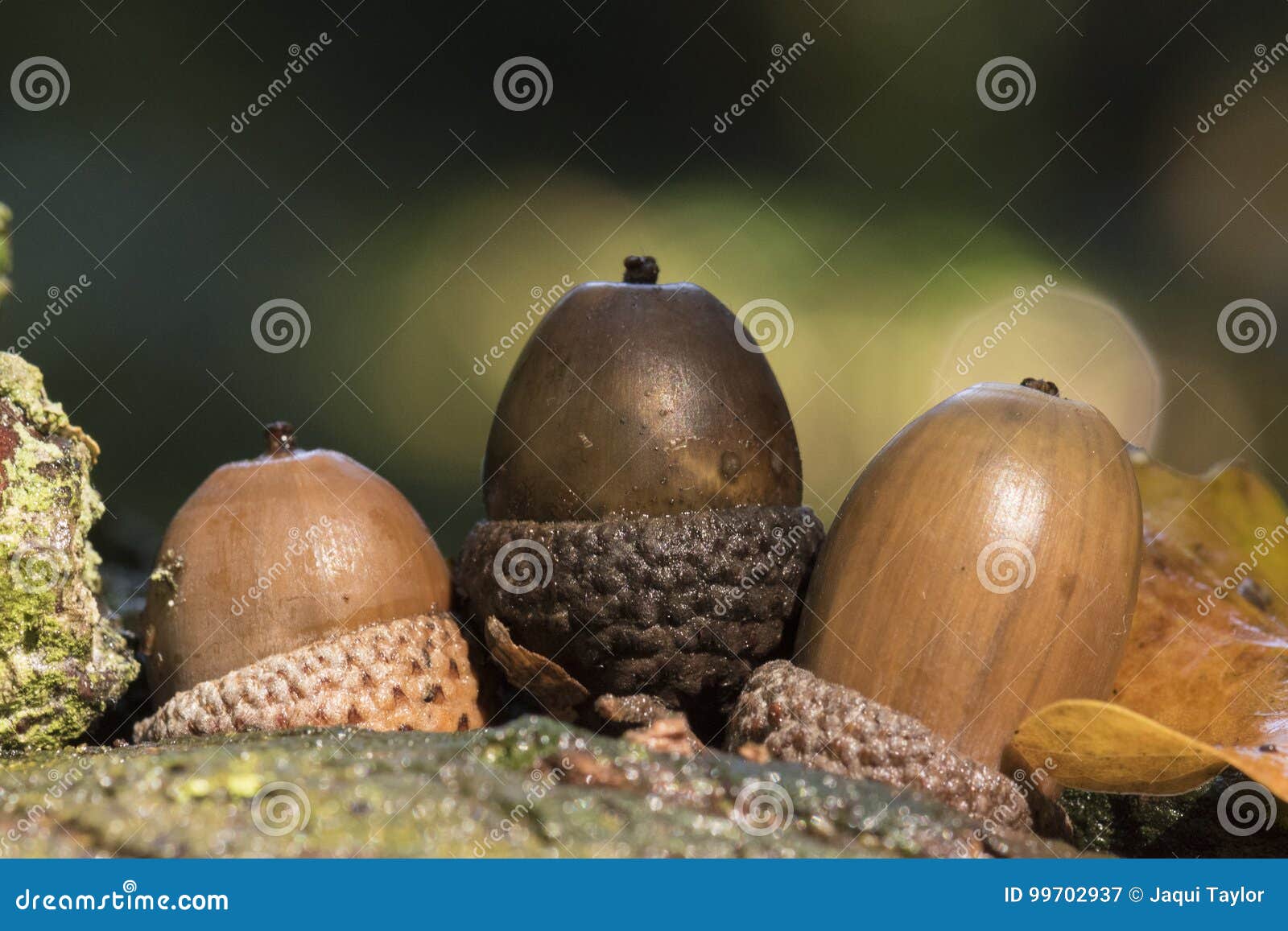 Three acorns stock image. Image of southampton, acorn - 99702937