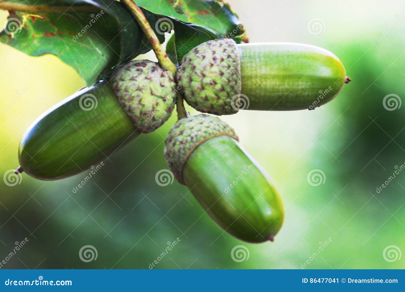 Three Acorns Hanging on an Oak Branch Stock Image - Image of ecology ...