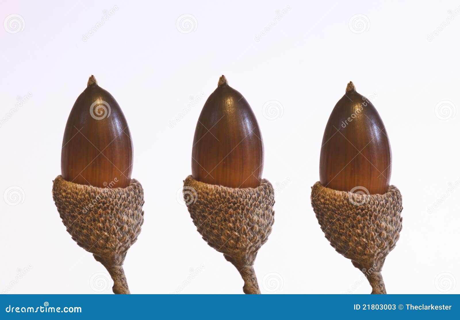 Three Acorns Isolated on White Background Stock Image - Image of nature ...