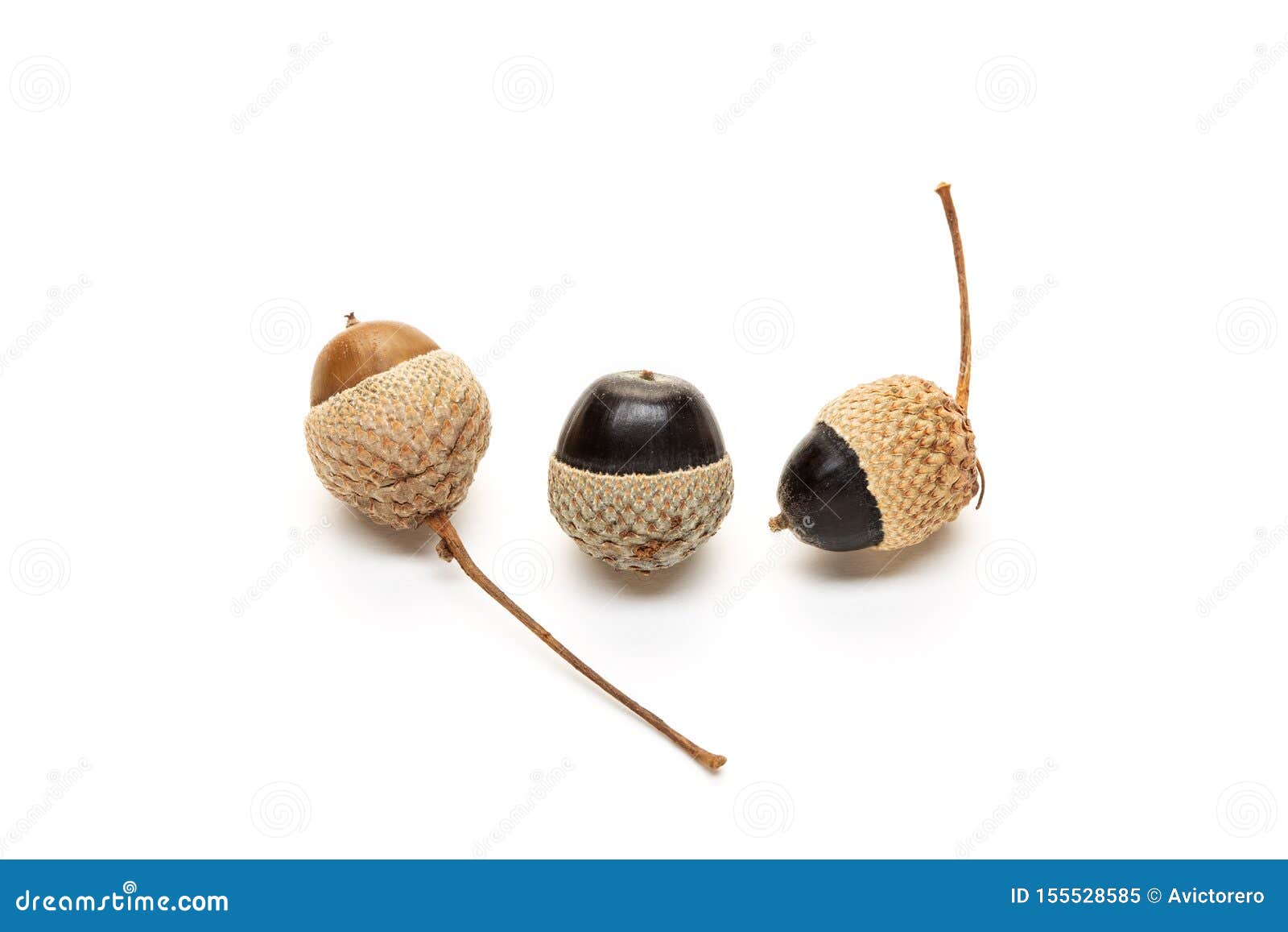 Three Acorns Isolated on White Background Stock Image - Image of seed ...