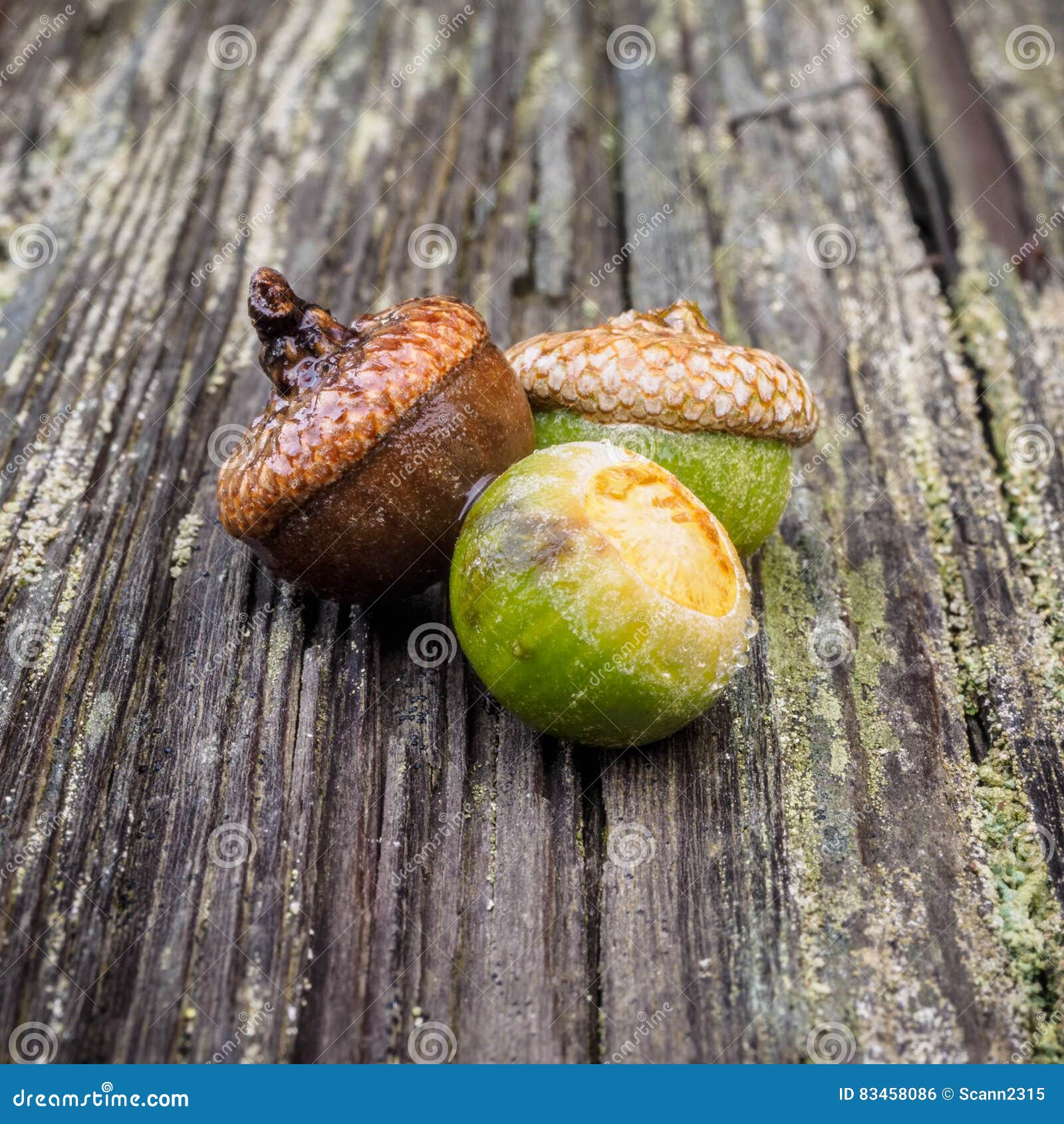 Three Acorns stock photo. Image of green, nature, group - 83458086