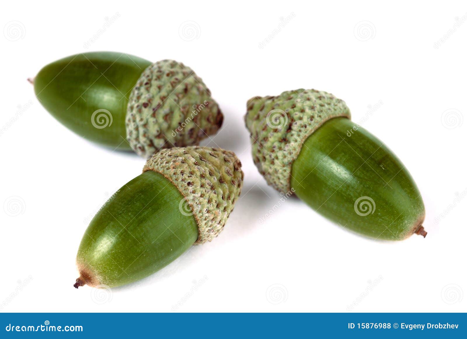 Three Acorns on White Background Stock Photo - Image of closeup ...