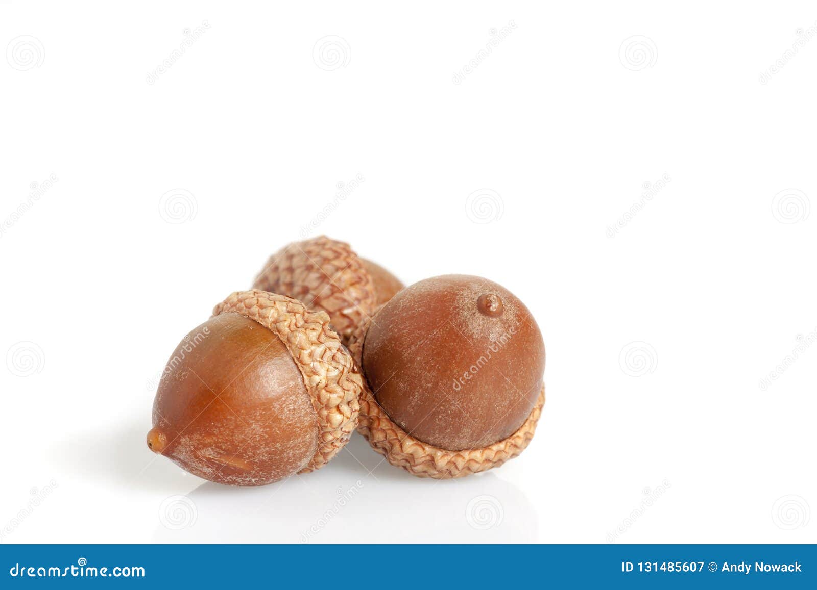 Three Acorns on White Background Studio Shot Stock Image - Image of ...