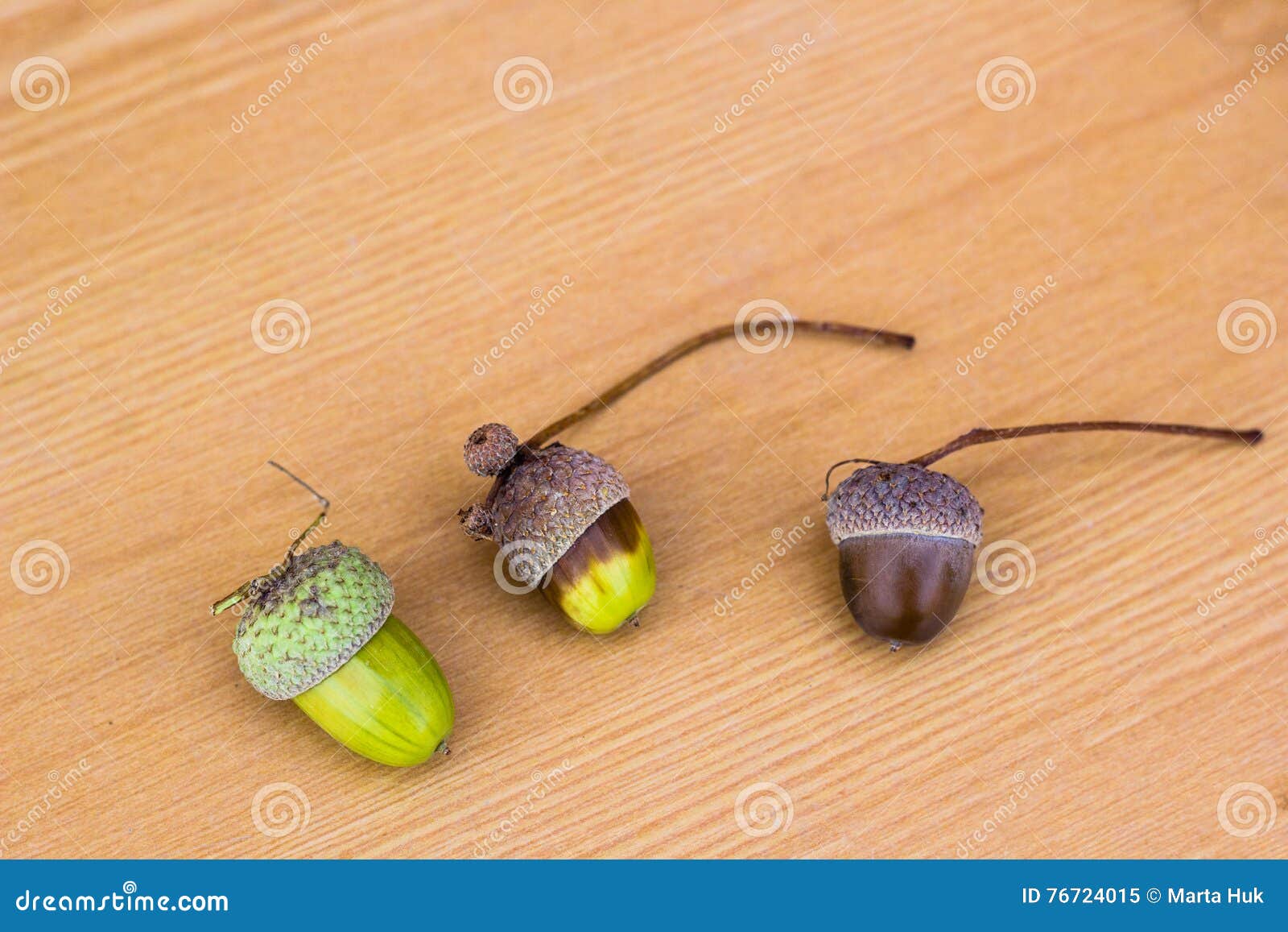 Three Acorns on Wooden Background Stock Image - Image of decor, parks ...