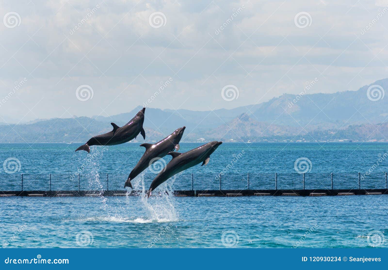 Three Acrobatic Bottle-nose Dolphins Stock Photo - Image of flying ...