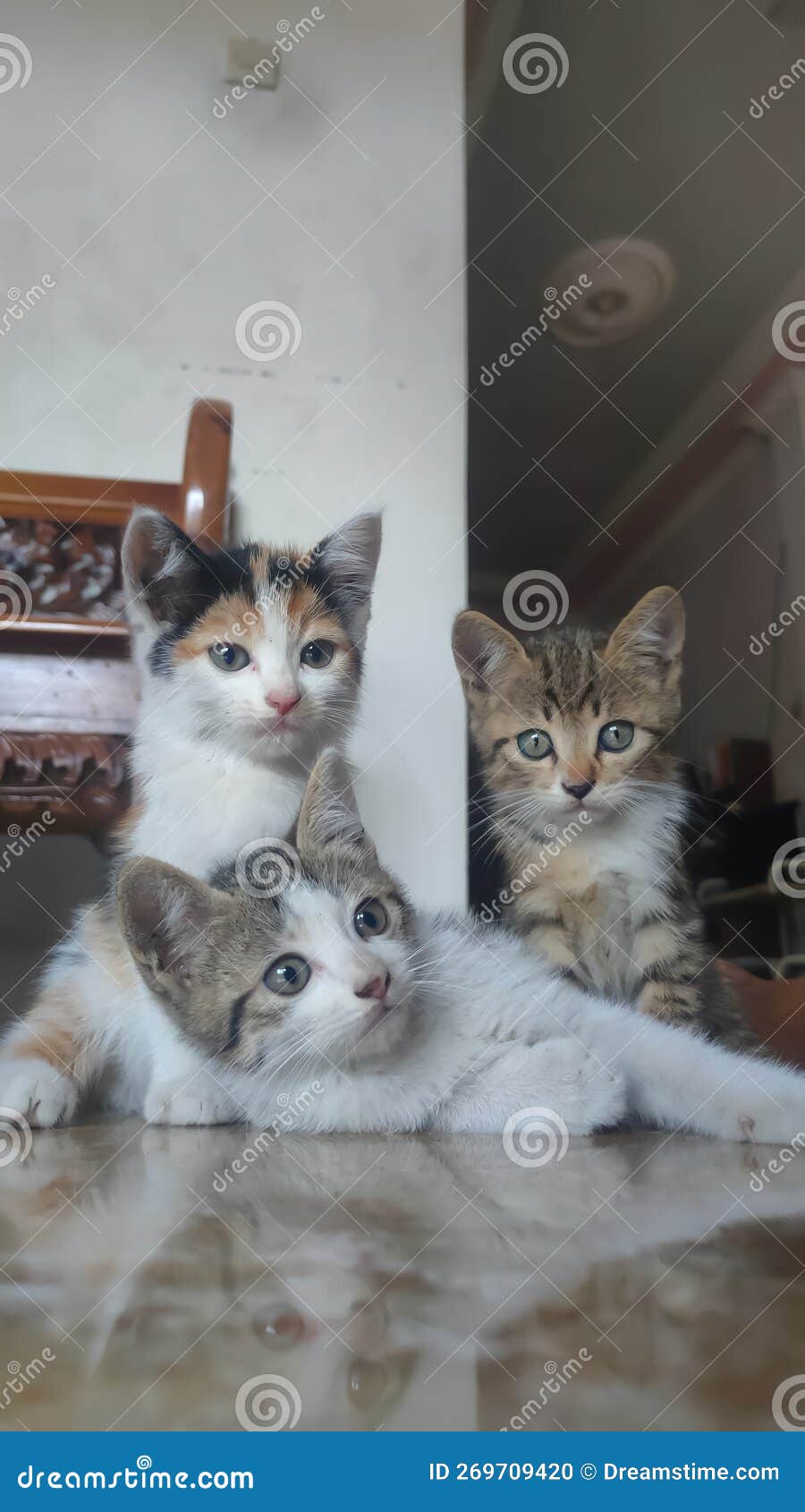 Three Adorable Kittens are Playing Stock Photo - Image of snout ...