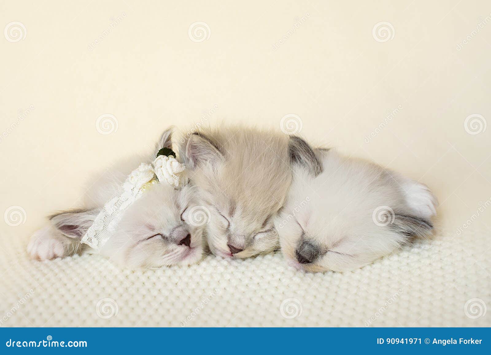 Three Adorable Kittens Snuggling Stock Image - Image of three, sleeping ...