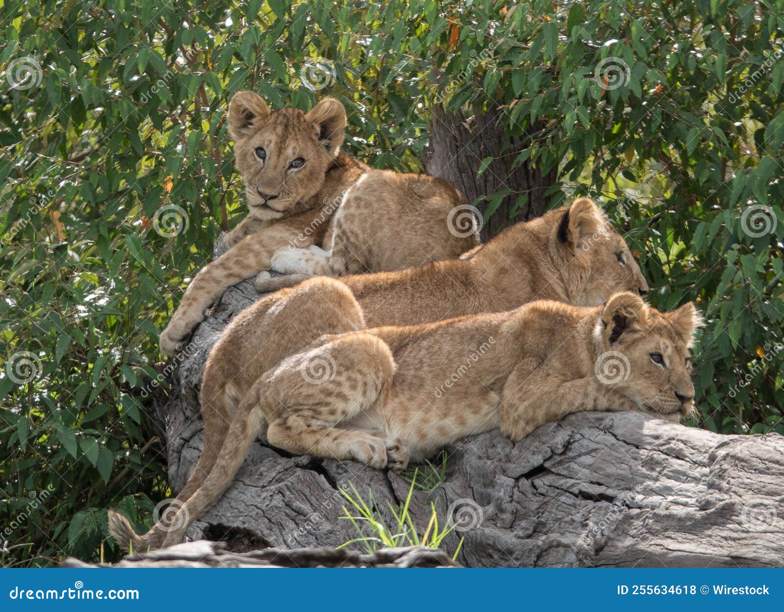 Adorable Lion Cubs Lying on a Log Stock Photo - Image of africa ...