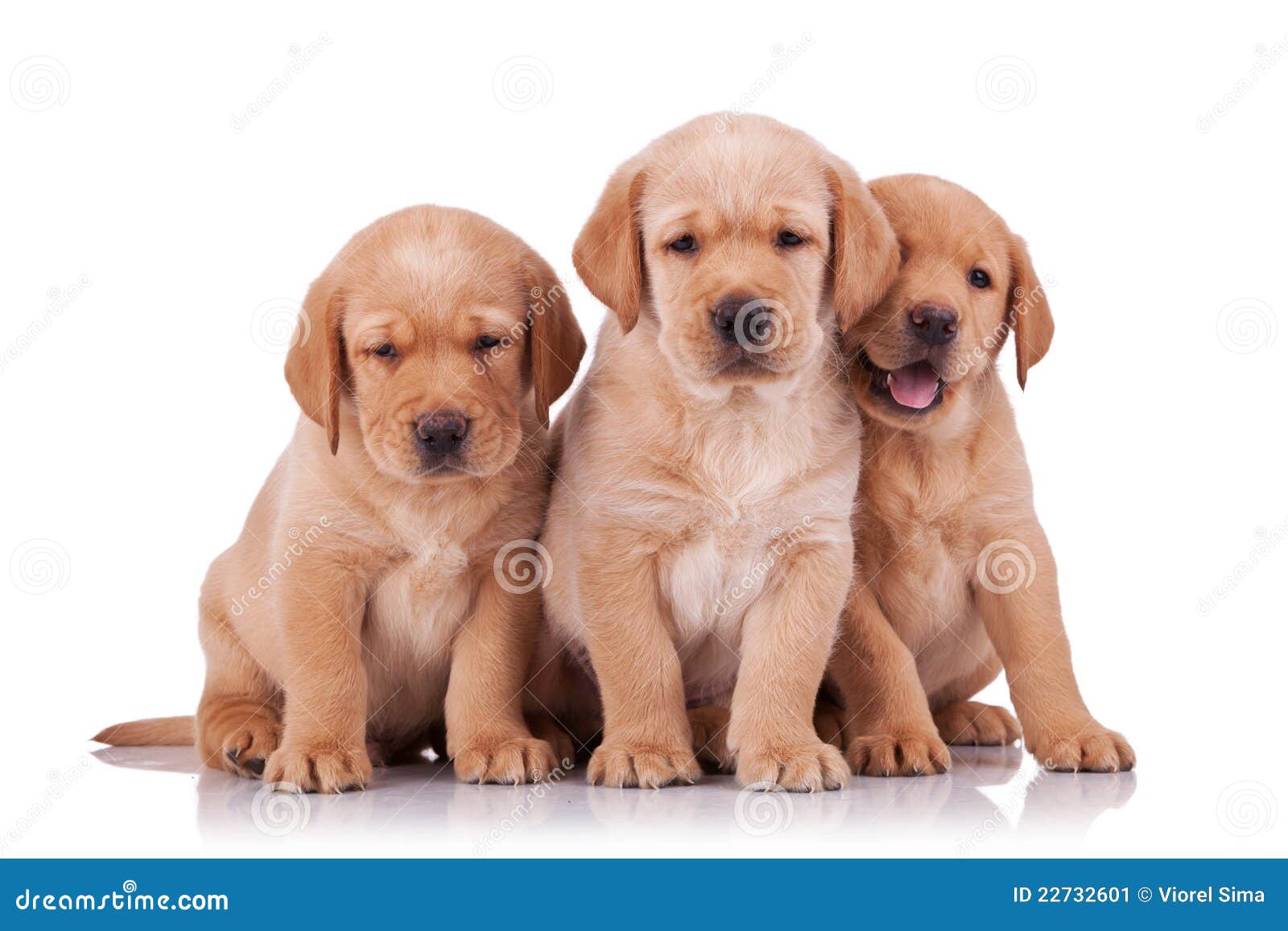 223 Three Adorable Little Labrador Retriever Photos - Free & Royalty ...