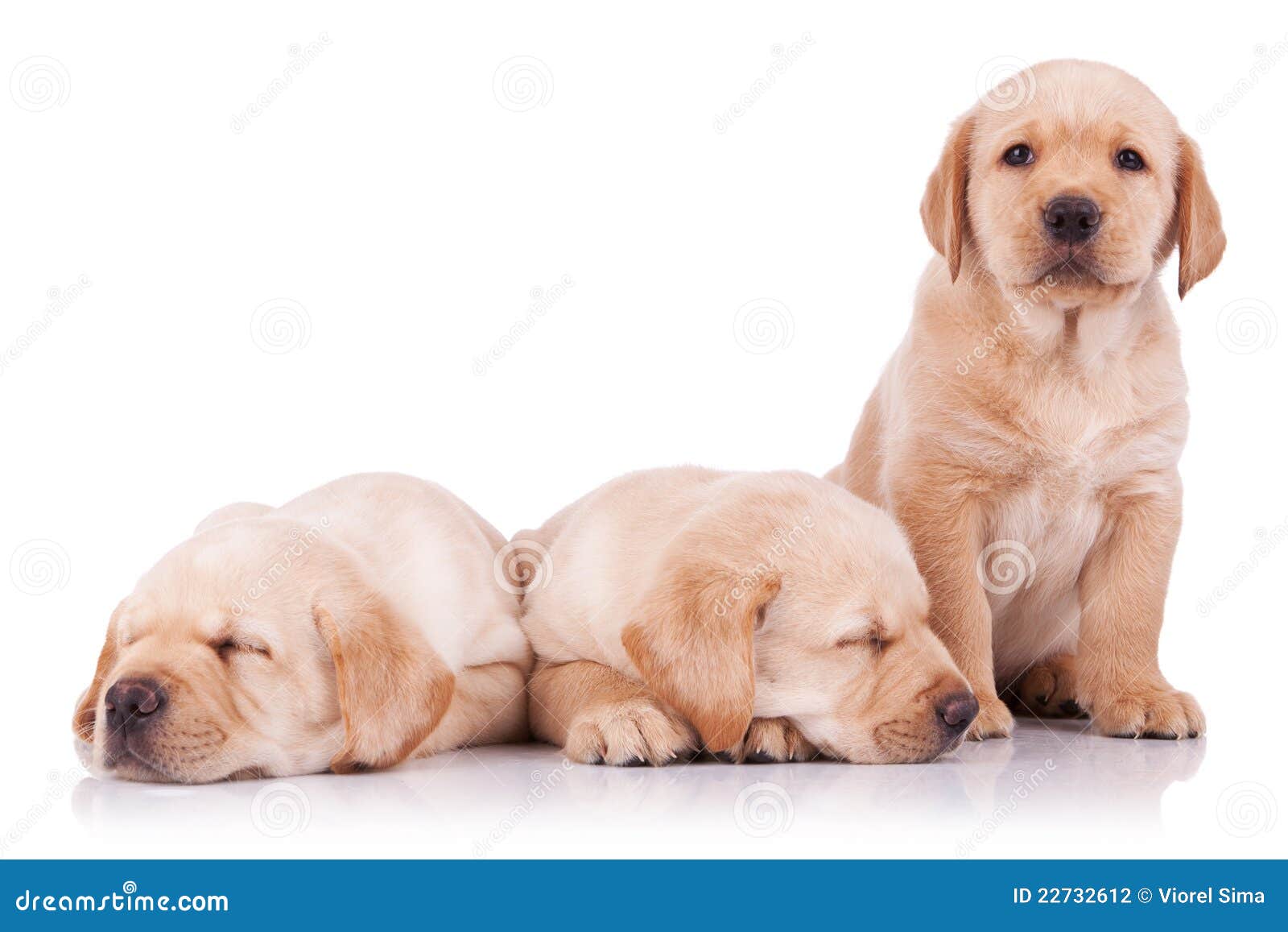 Three Adorable Little Labrador Retriever Puppies Stock Photo - Image of ...