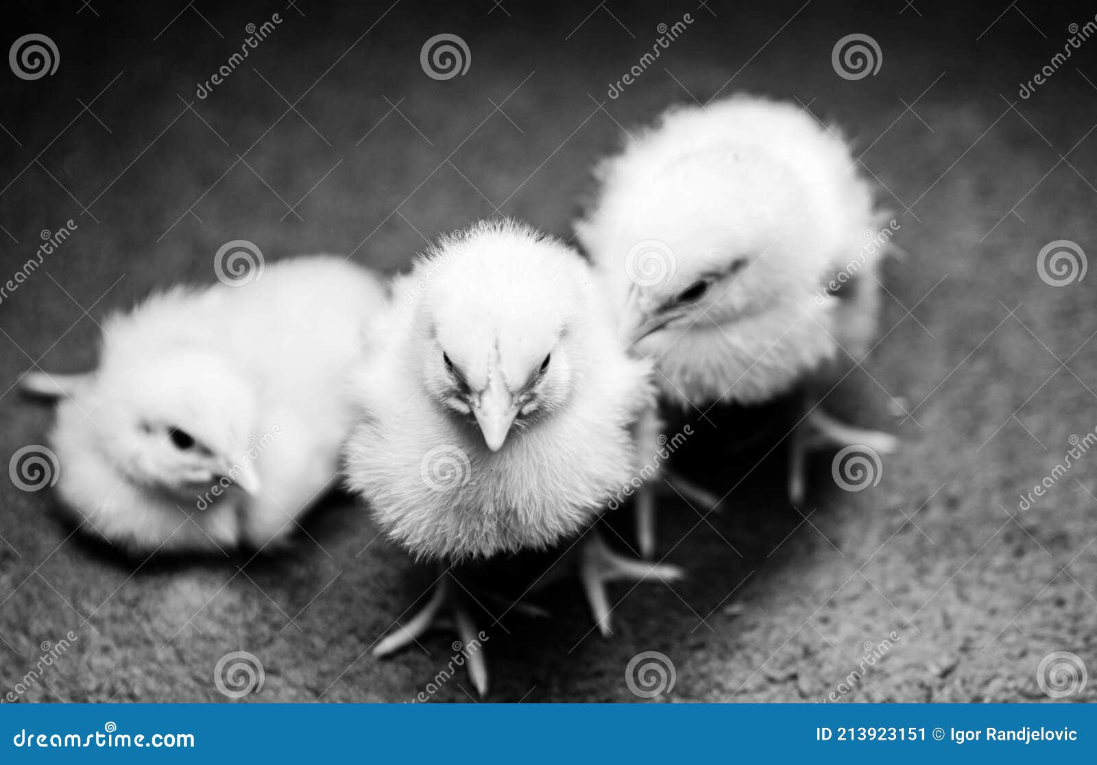 Three Adorable Newborn Baby Chicks Stock Image - Image of nature ...