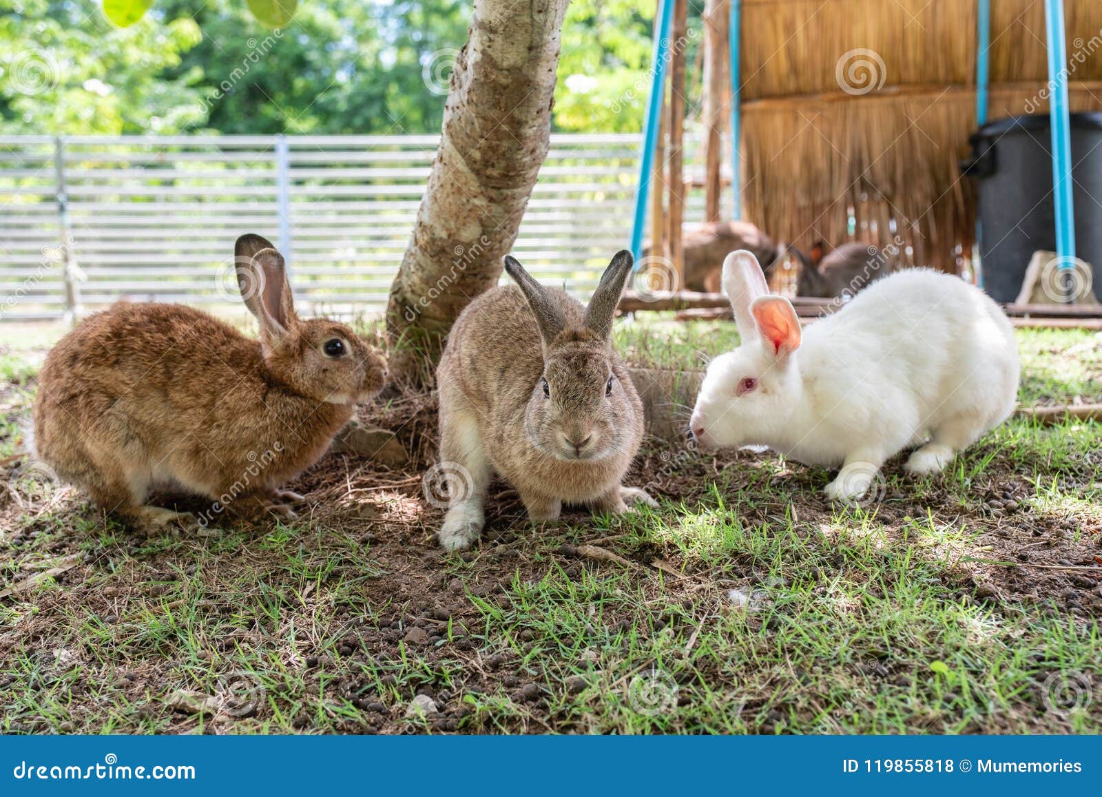 Three Adorable Rabbit Friendly Standing on Lawn Stock Photo - Image of ...