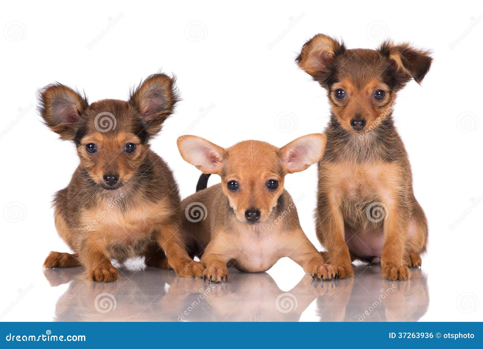 Three Adorable Russian Toy Terrier Puppies Stock Photo - Image of ...