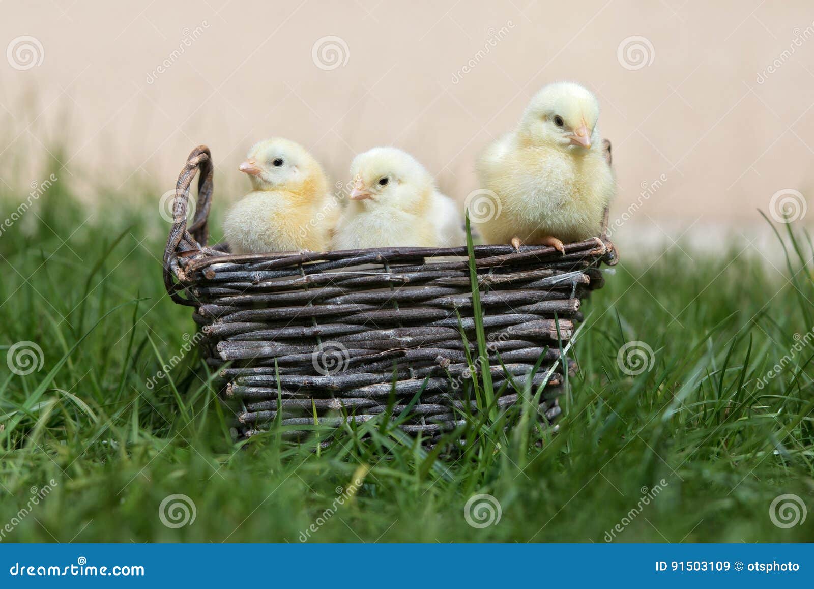 Three Adorable Yellow Chicks Outdoors Stock Image - Image of farm ...