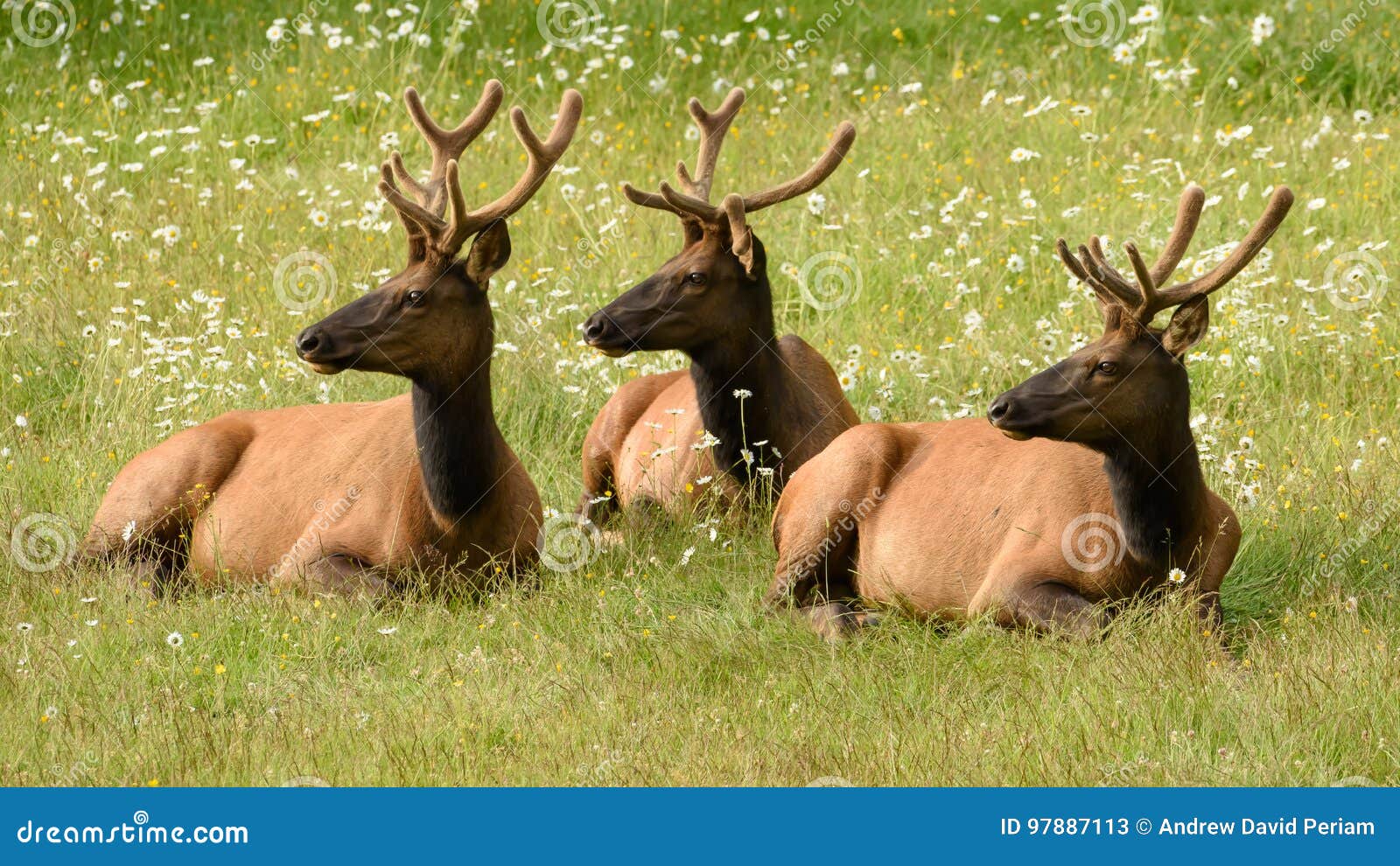 Funny Elk Hunting Pictures