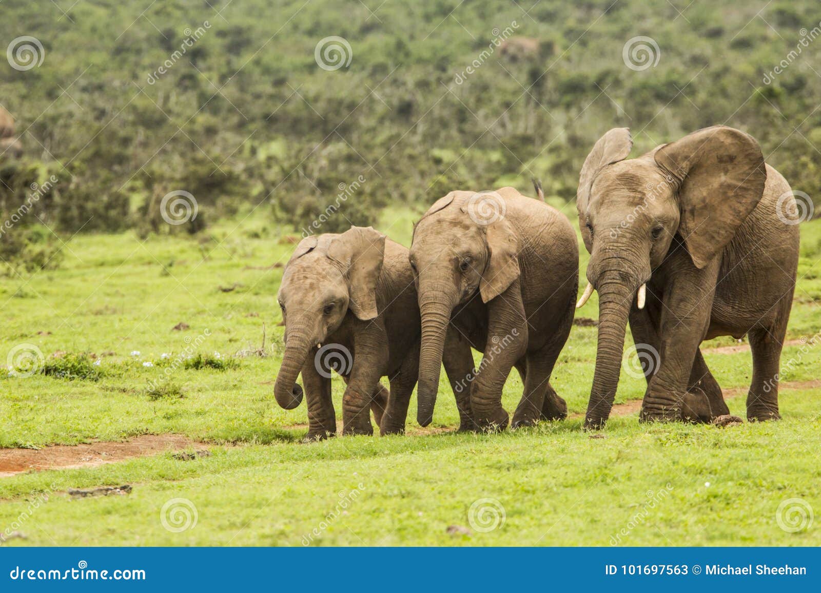 Three African Elephants on the Move Stock Image - Image of grey, group ...