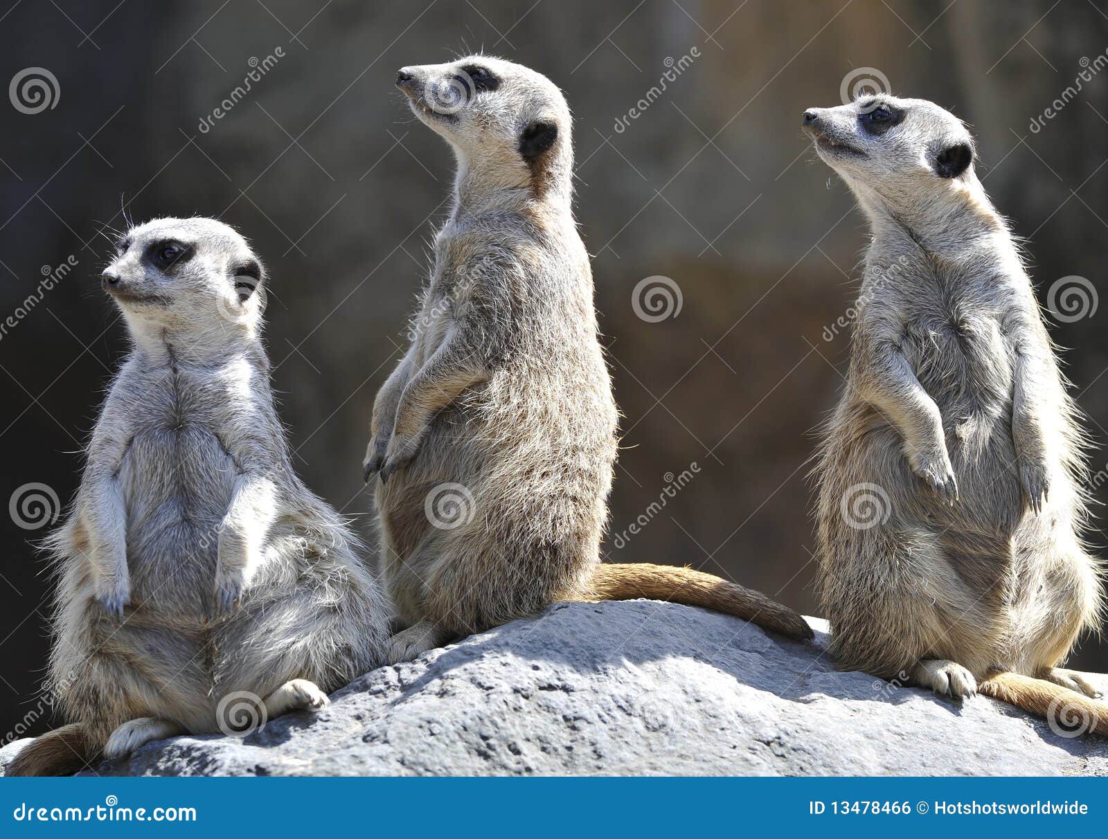 Three African Meerkats Prairie Rat Squirrel Stock Photo - Image of ...