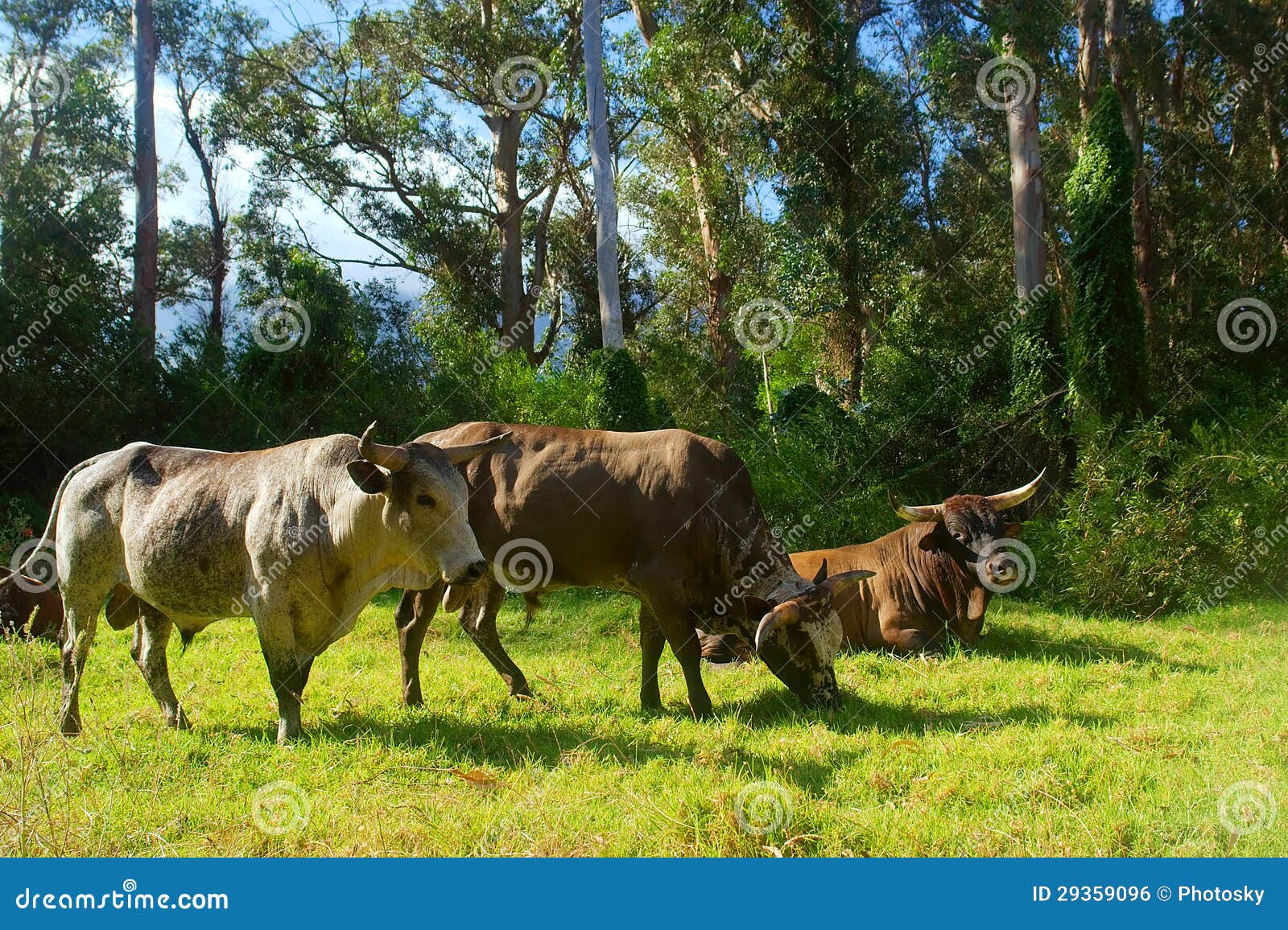 African Nguni Cow Ranch South Africa Royalty-Free Stock Photo ...