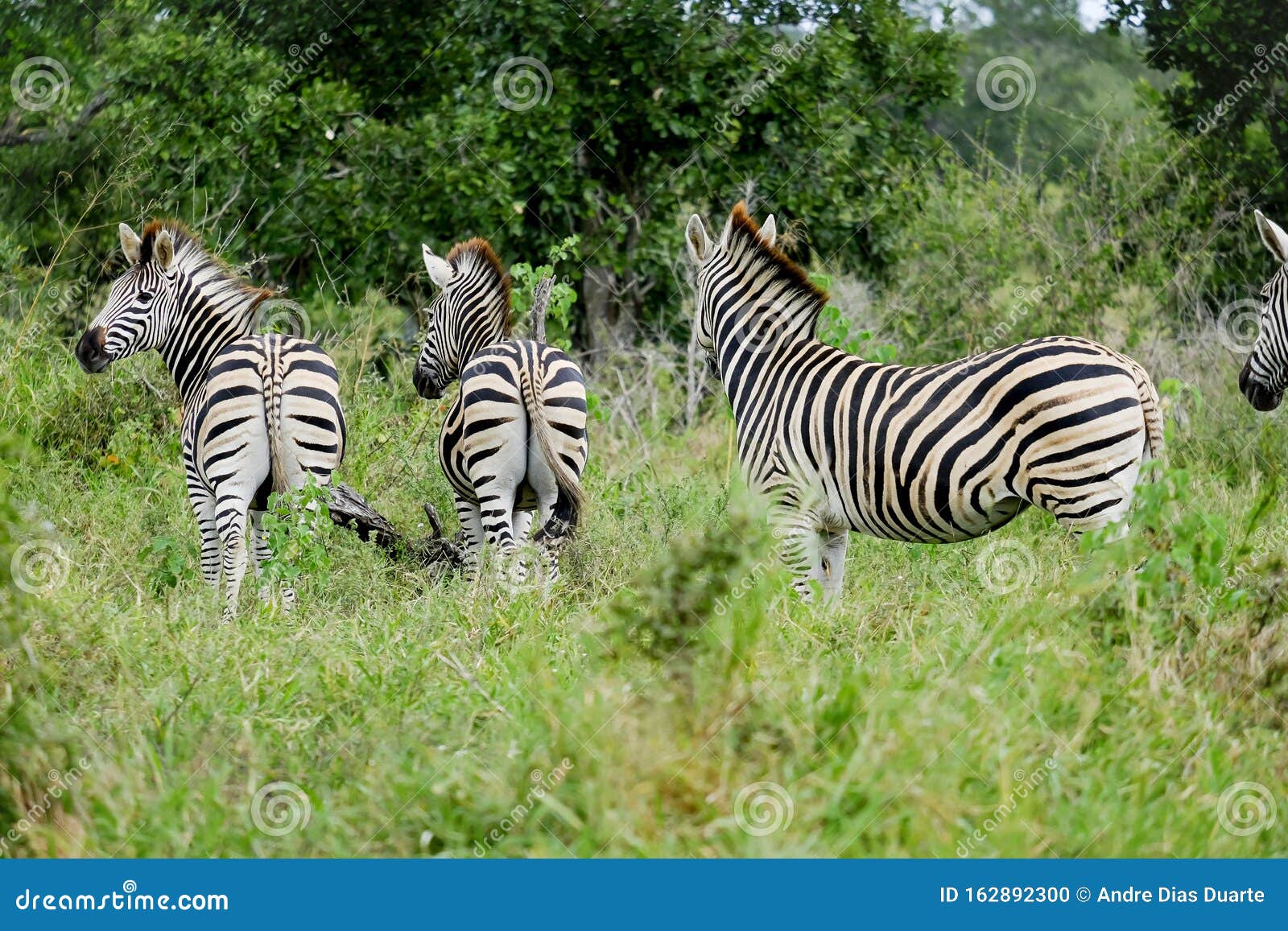 Three African Zebras Grazing in the Wild Stock Photo - Image of mammal ...