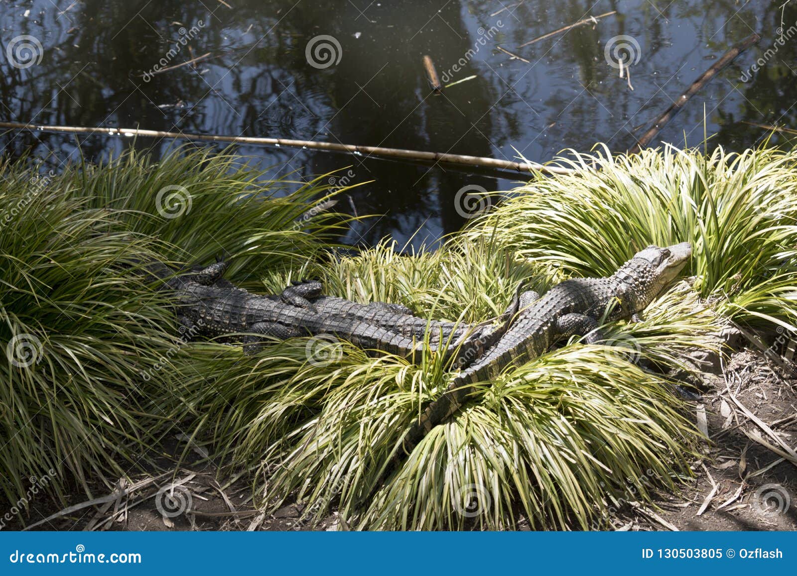 Three alligators on grass stock image. Image of cream - 130503805