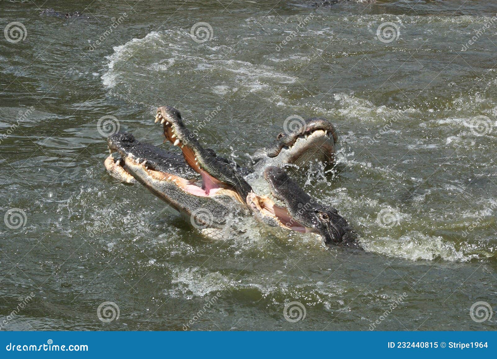 Three Alligators Feeding on the Surface of Water Stock Image - Image of ...