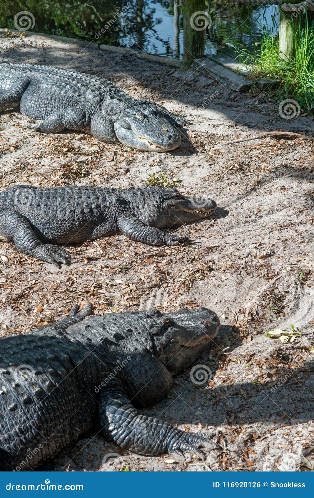 Three Chilling Gators Sunbathing Stock Photo - Image of outdoors, baby ...