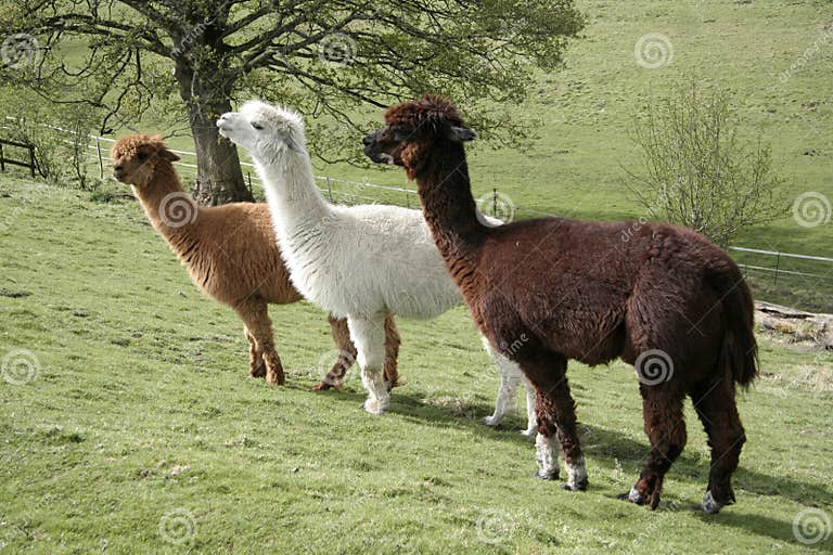 Three Alpaca in a row stock image. Image of agriculture - 8915219