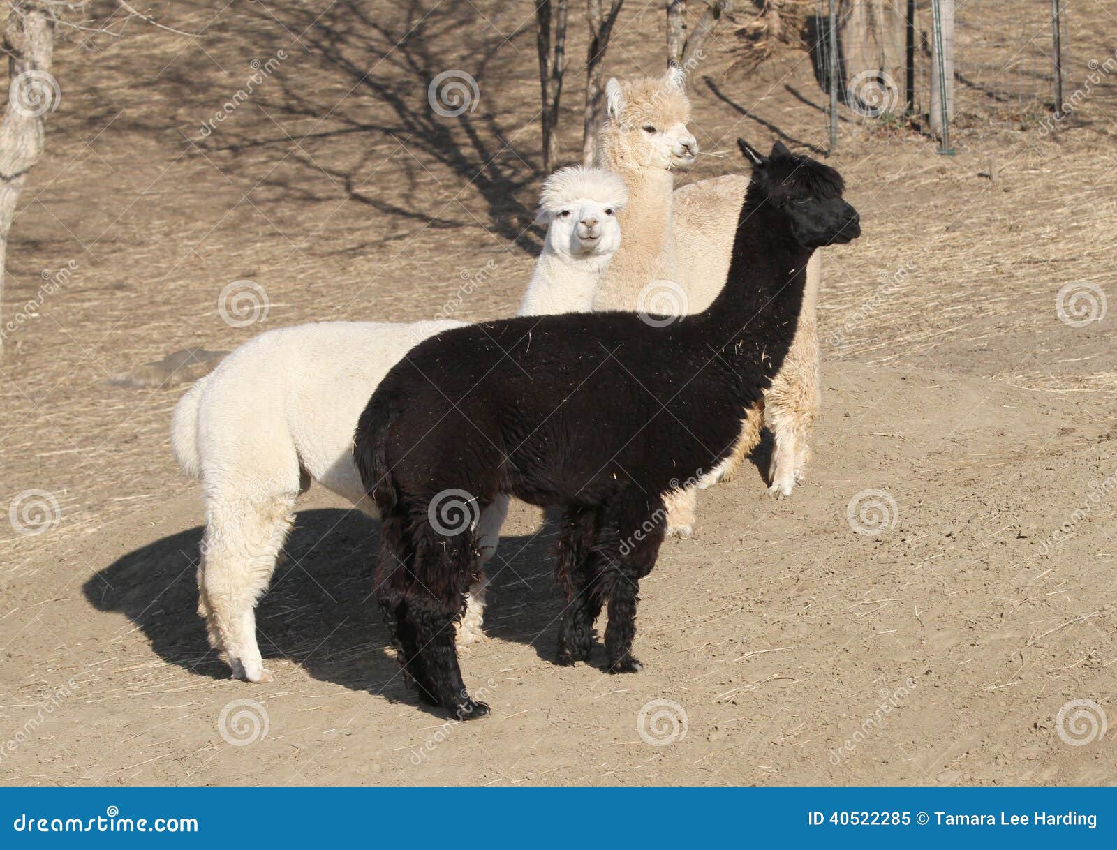 Three Alpacas on Bare Ground Stock Image - Image of fenced, colored ...