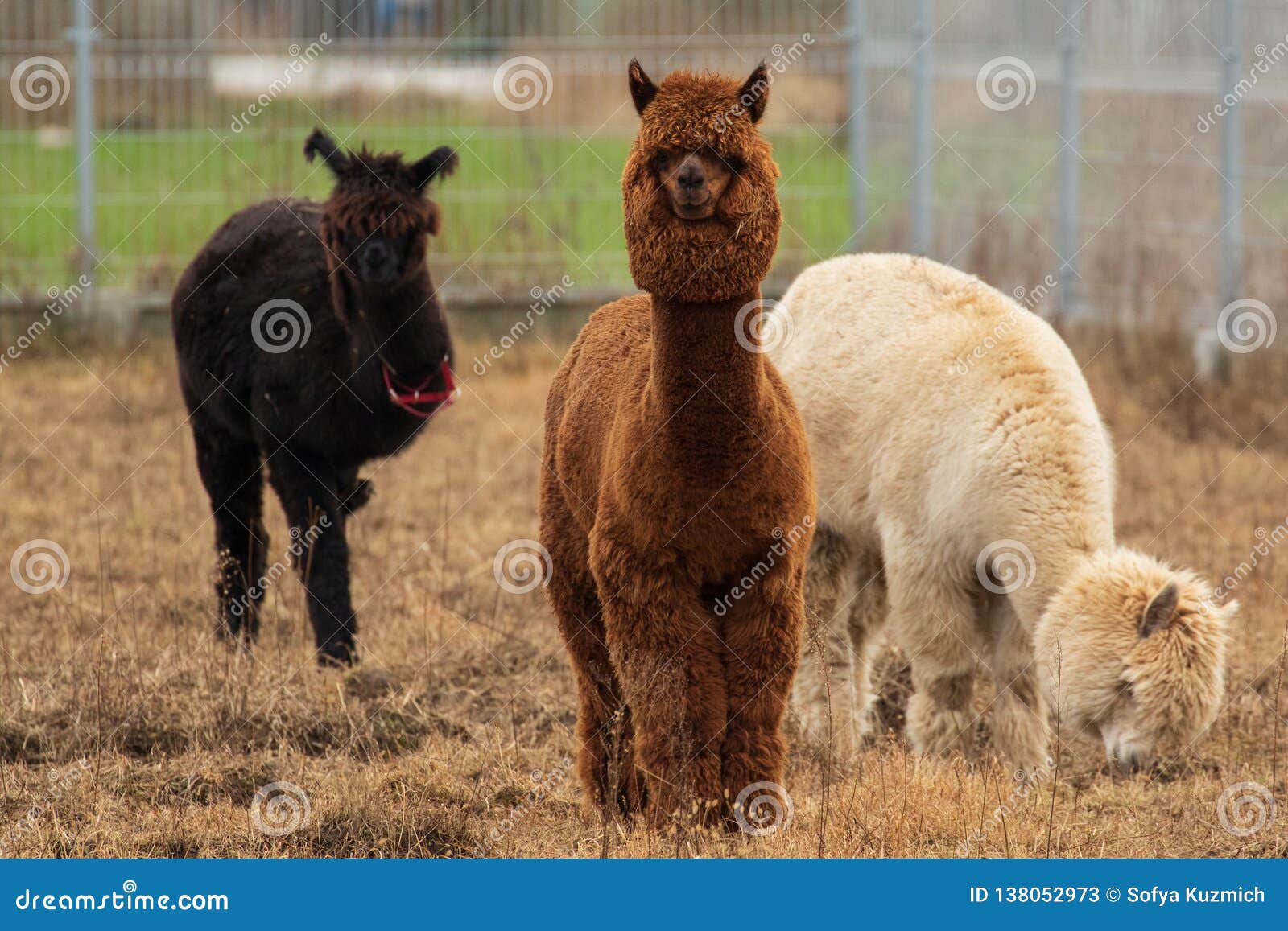 Three Alpacas Black, Brown and Beige Stock Image - Image of friendly ...