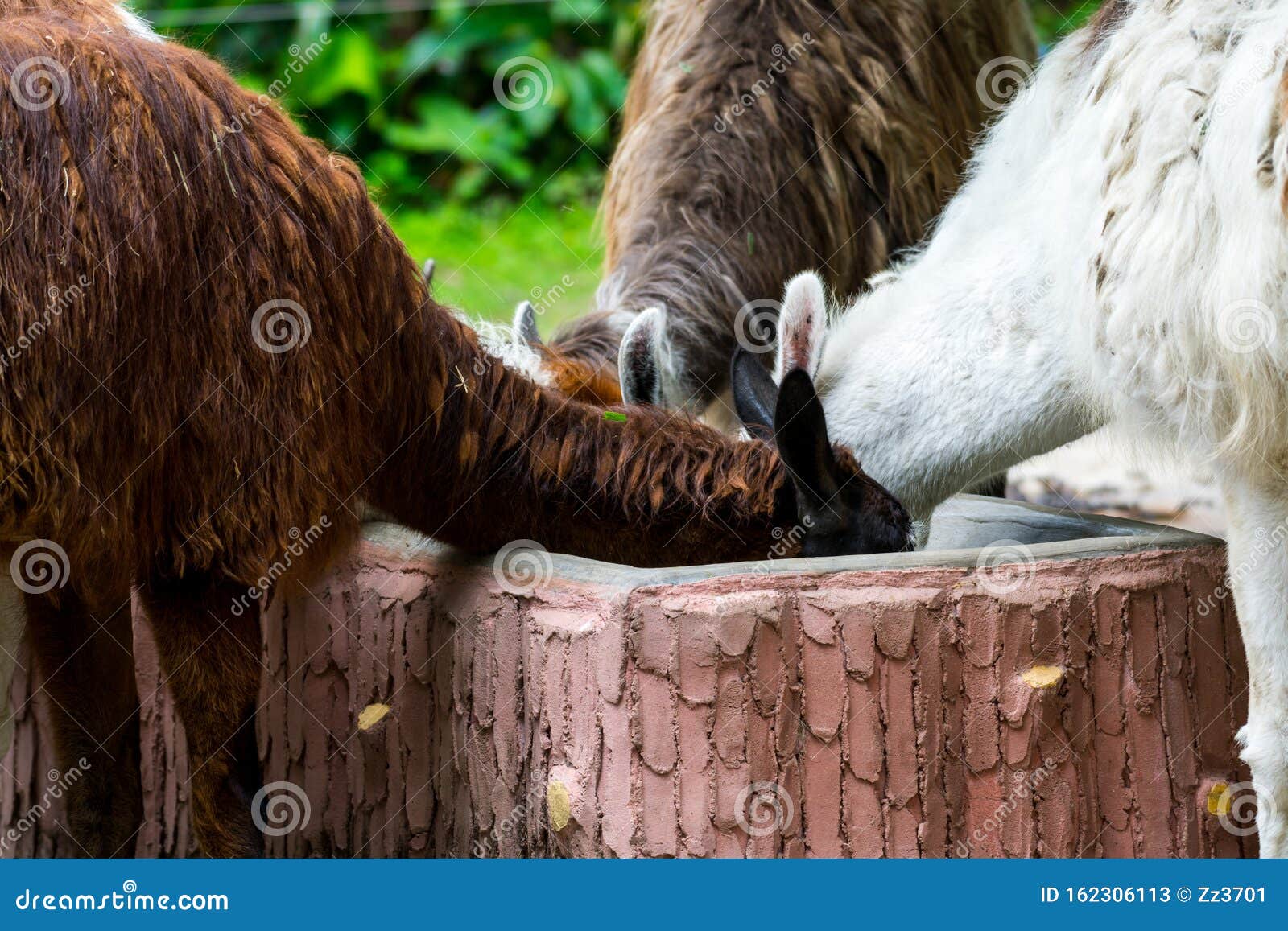 Three Alpacas Eating Food in a Food Feeder in a Zoo Stock Image - Image ...