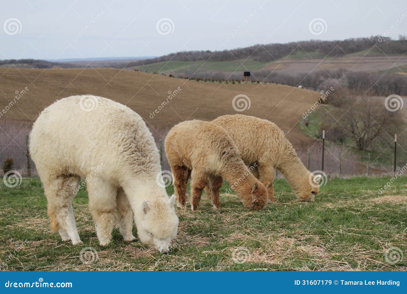 Three alpacas stock image. Image of three, breeding, graze - 31607179