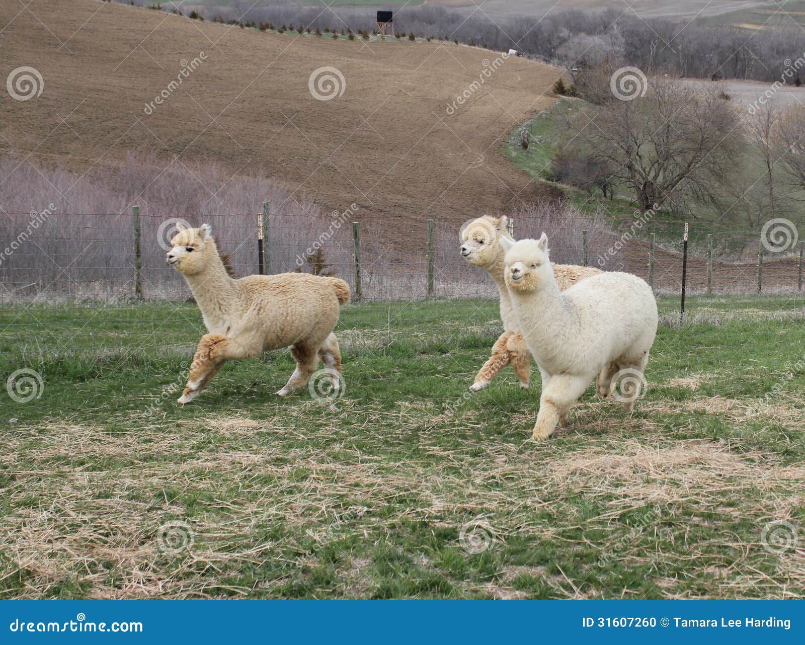 Three alpacas running stock photo. Image of livestock - 31607260