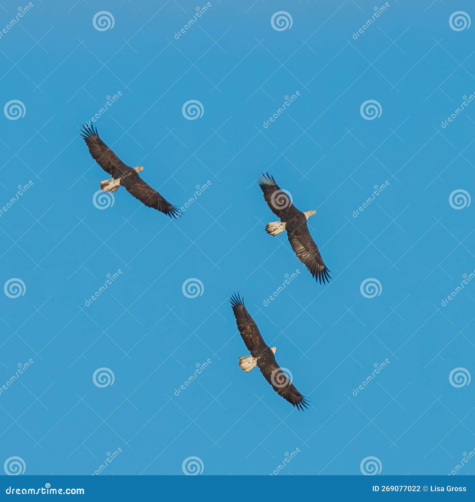Three American Bald Eagles stock photo. Image of wing - 269077022