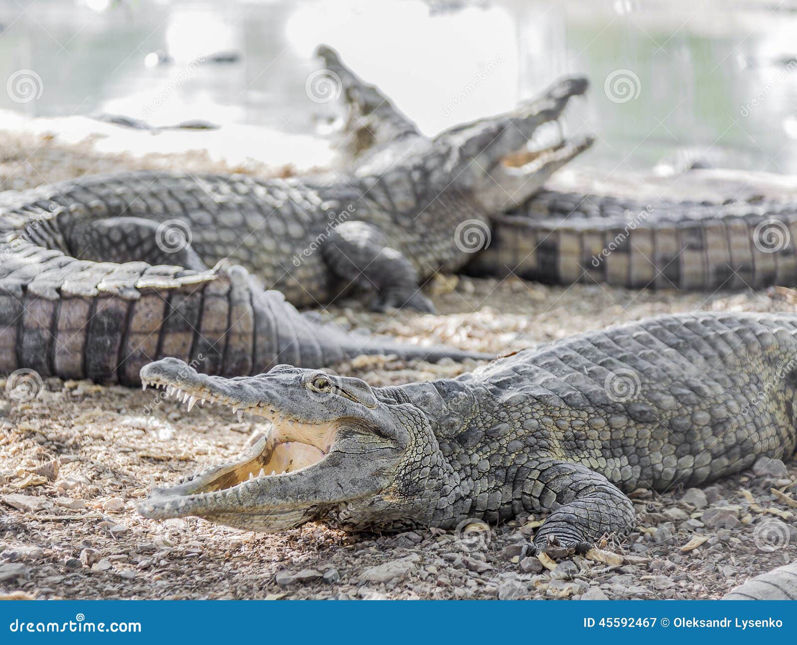 Three American crocodile stock image. Image of natural - 45592467