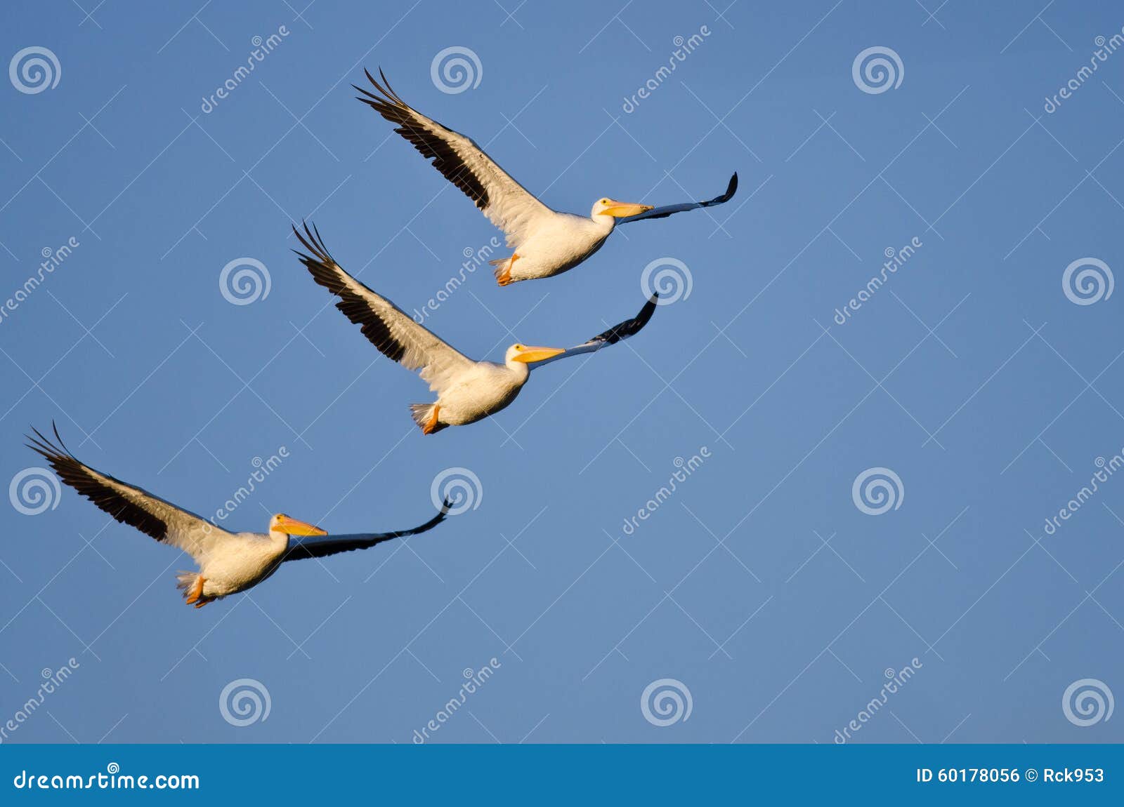 Three American White Pelicans Flying in a Blue Sky Stock Photo - Image ...