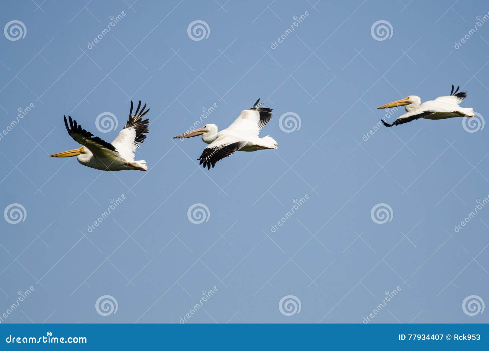 Three American White Pelicans Flying in a Blue Sky Stock Image - Image ...