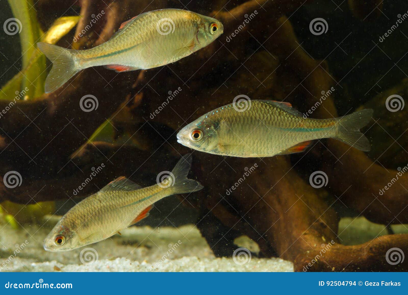 Three Amur Bitterling, Rhodeus Sericeus, Fresh Water Fish Stock Photo ...