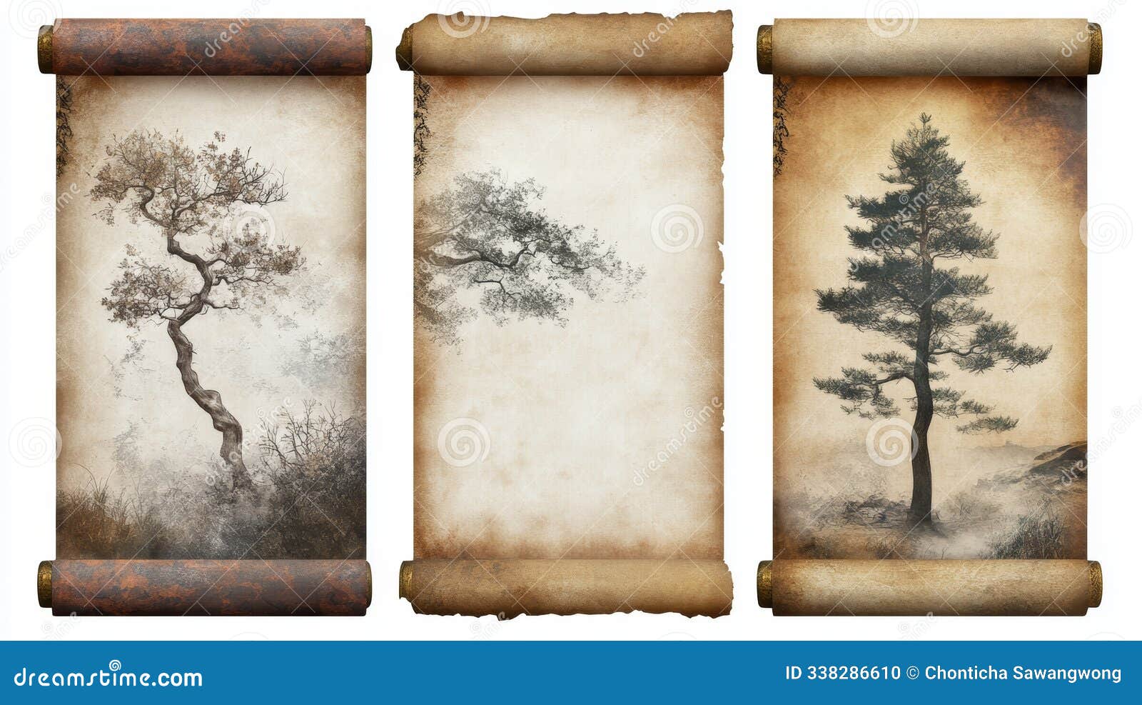 Three Ancient Scrolls with Hand-drawn Illustrations of Trees, Isolated ...