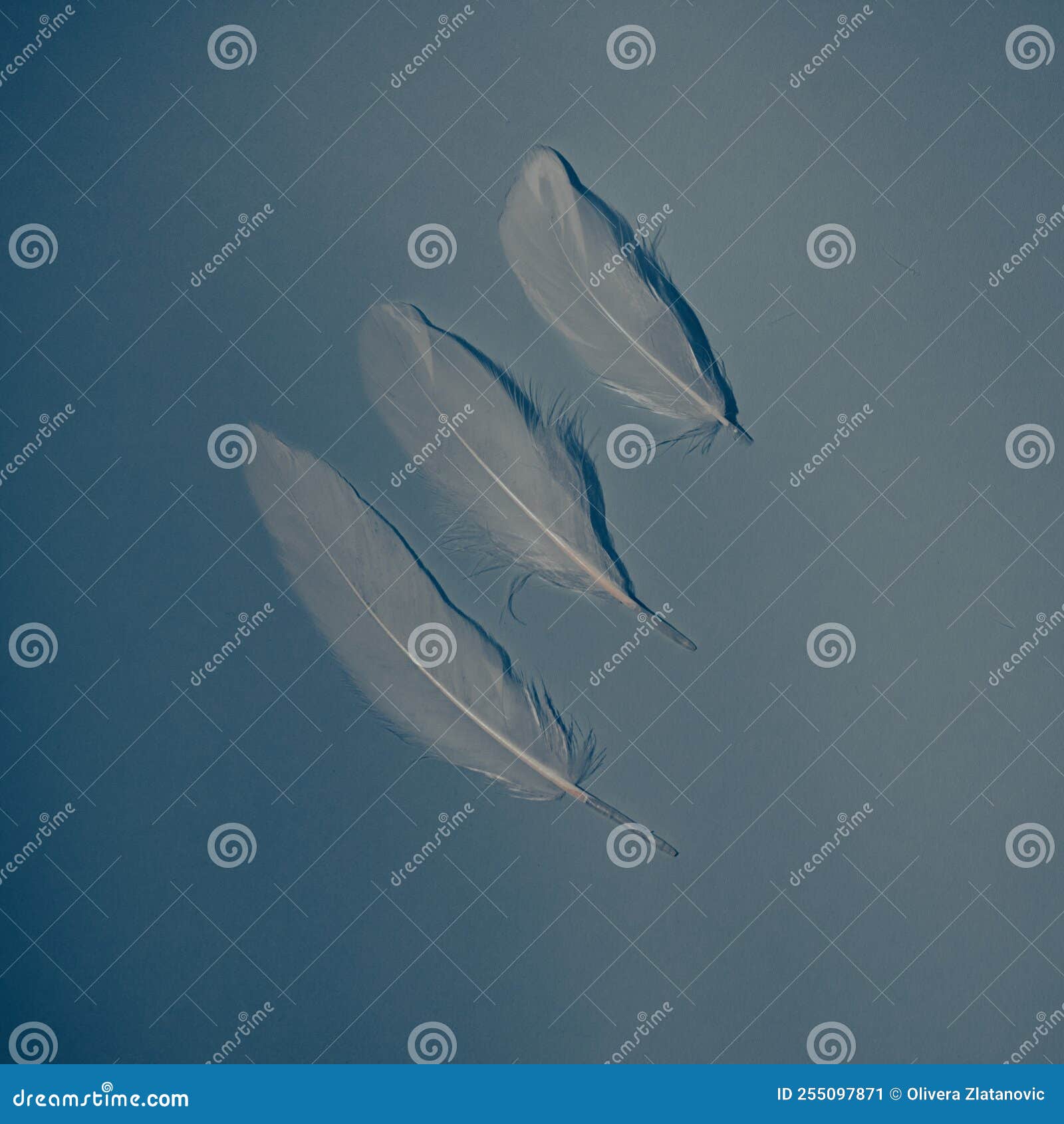 Three Angel Feathers on a Blue Background. Flat Lay Concept Stock Image ...