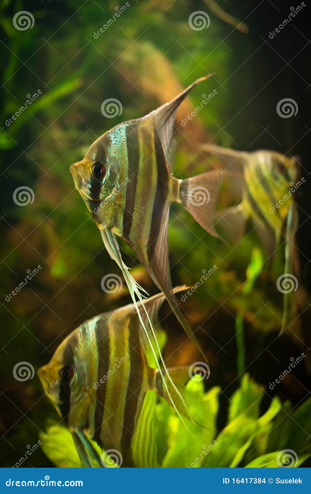 Three Angel Fish Swimming Slowly Stock Photo - Image of nature ...