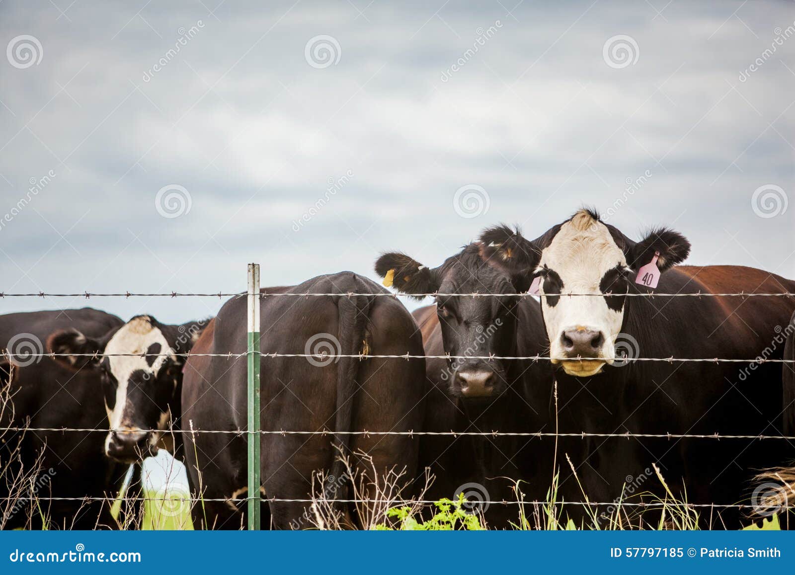 Three angus cows stock image. Image of mouth, rural, cattle - 57797185