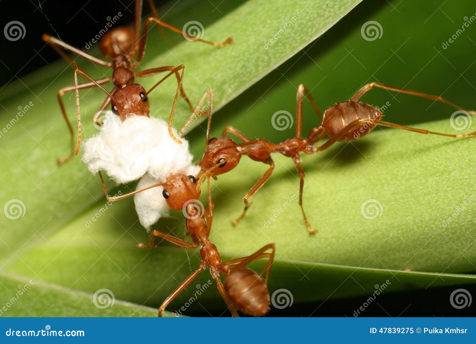 Three Ant stock image. Image of share, bite, nature, insect - 47839275